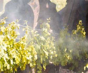 Ecological copper oxychloride 50 and 70, wettable as a fungicide