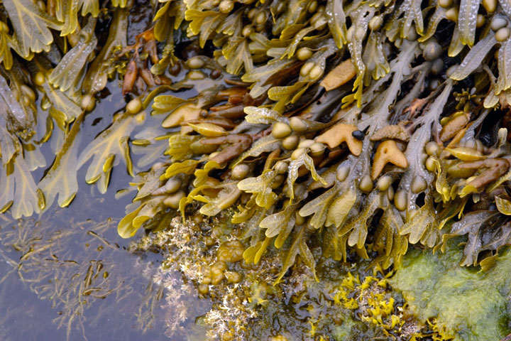 Propiedades fucus vesiculosus ¿Para qué sirve?