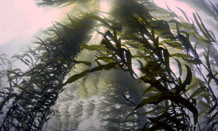 Alga Kelp y sus propiedades para una vida sana