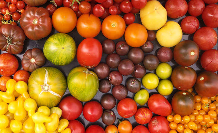 Propiedades del tomate, beneficios, composición y variedades